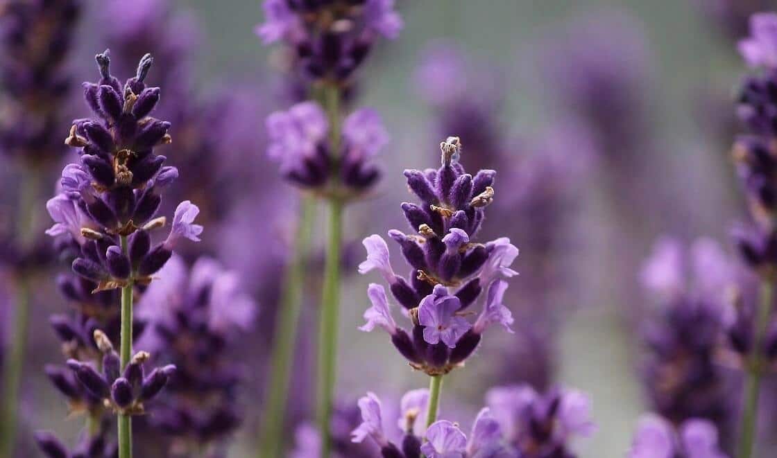 The Benefits Of Lavender When Diffused As Ambient Scent